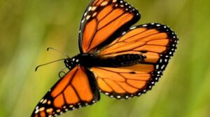 Inauguran temporada de hibernación de la mariposa Monarca 2025-2026 ...
